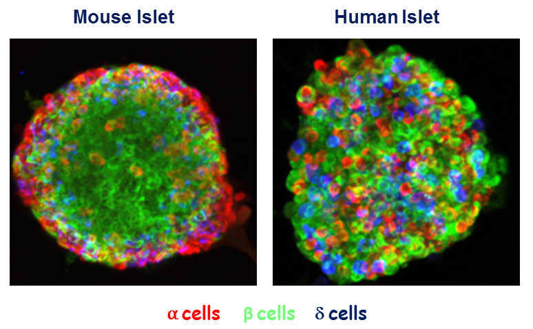 Powers & Brissova Research Group
