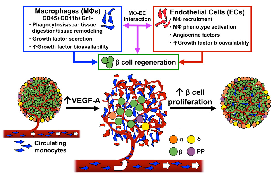 Powers & Brissova Research Group